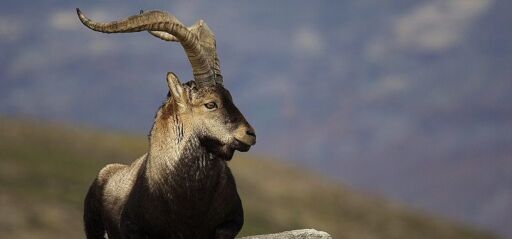 Cabras: conoce sus tipos, razas, beneficios y su crianza
