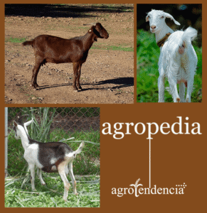 Cabras: conoce sus tipos, razas, beneficios y su crianza