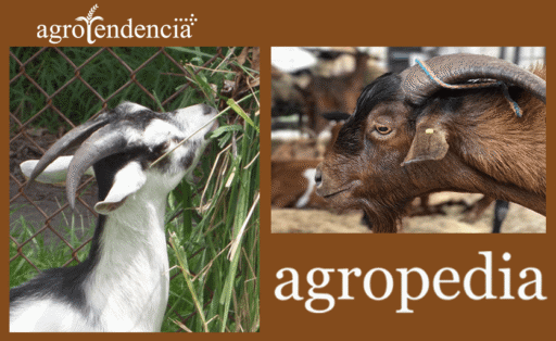 Cabras: conoce sus tipos, razas, beneficios y su crianza