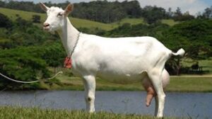 Cabras: conoce sus tipos, razas, beneficios y su crianza