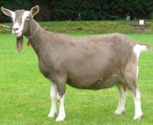 Cabras: conoce sus tipos, razas, beneficios y su crianza