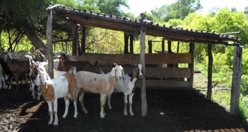 Cabras: conoce sus tipos, razas, beneficios y su crianza
