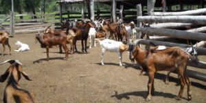 Cabras: conoce sus tipos, razas, beneficios y su crianza