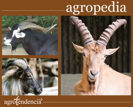 Cabras: conoce sus tipos, razas, beneficios y su crianza