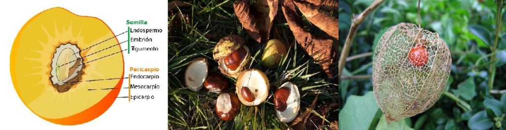 pericarpio | Agrotendencia.tv