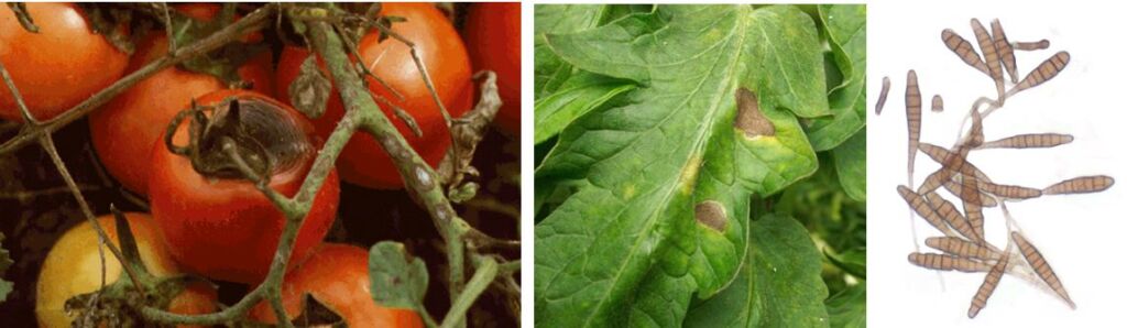 Alternaria solani | Glosario de términos de Agrotendencia.tv