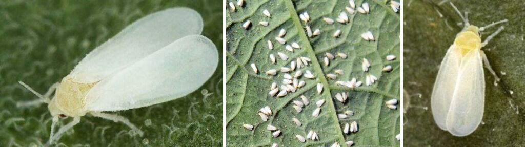 Trialeurodes vaporariorum | Agrotendencia.tv
