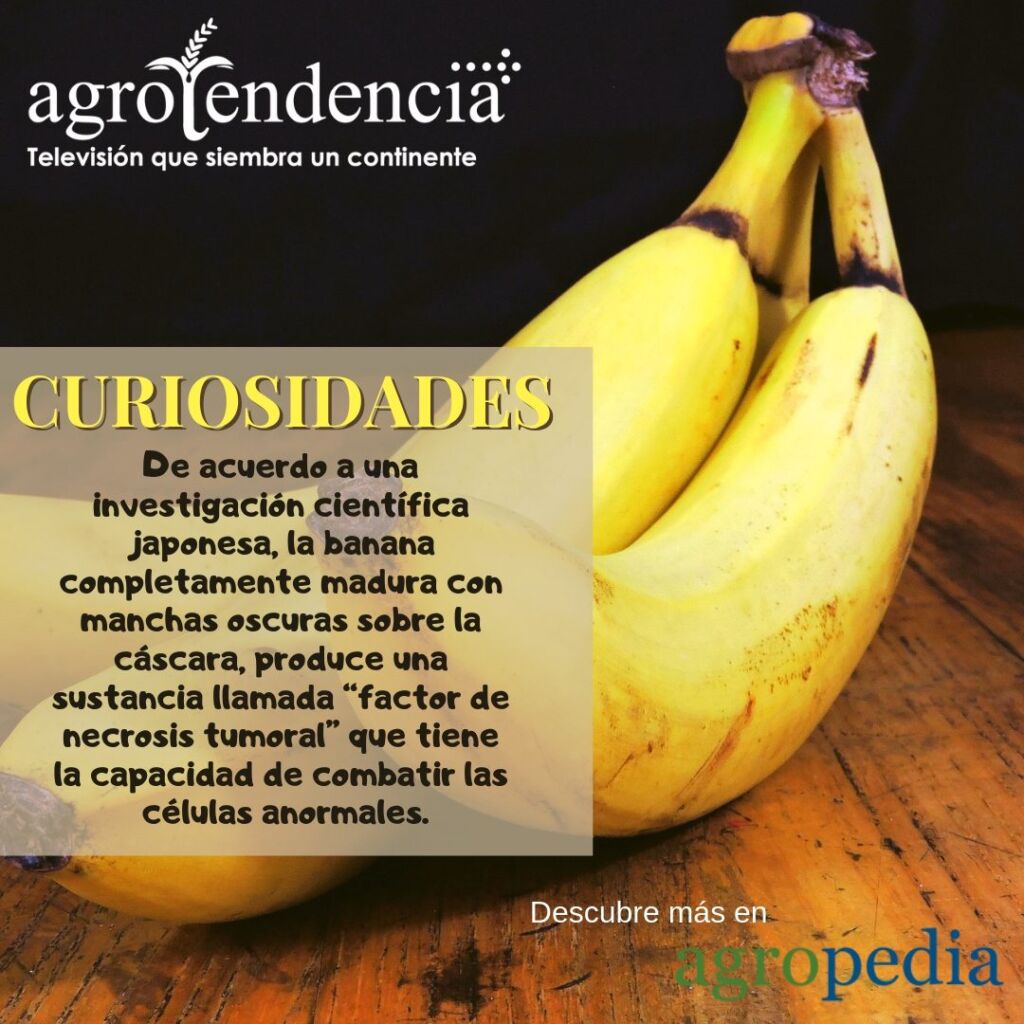 Banano: conoce sus beneficios, propiedades y su cultivo