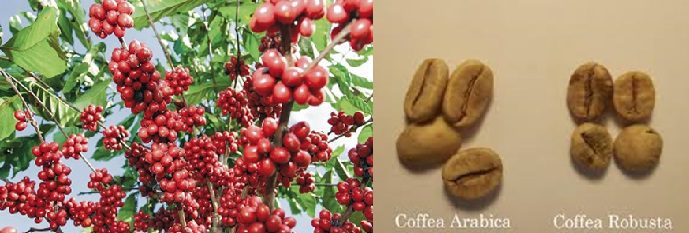 Coffea canephora | Agrotendencia.tv