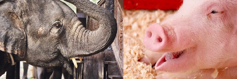 trompa | Glosario de términos de Agrotendencia.tv