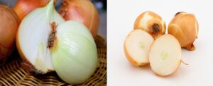 Cultivo de cebolla: conoce cómo es, cuánto dura y su manejo