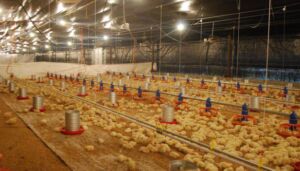 Pollos de engorde: conoce su cría, razas y alimentación