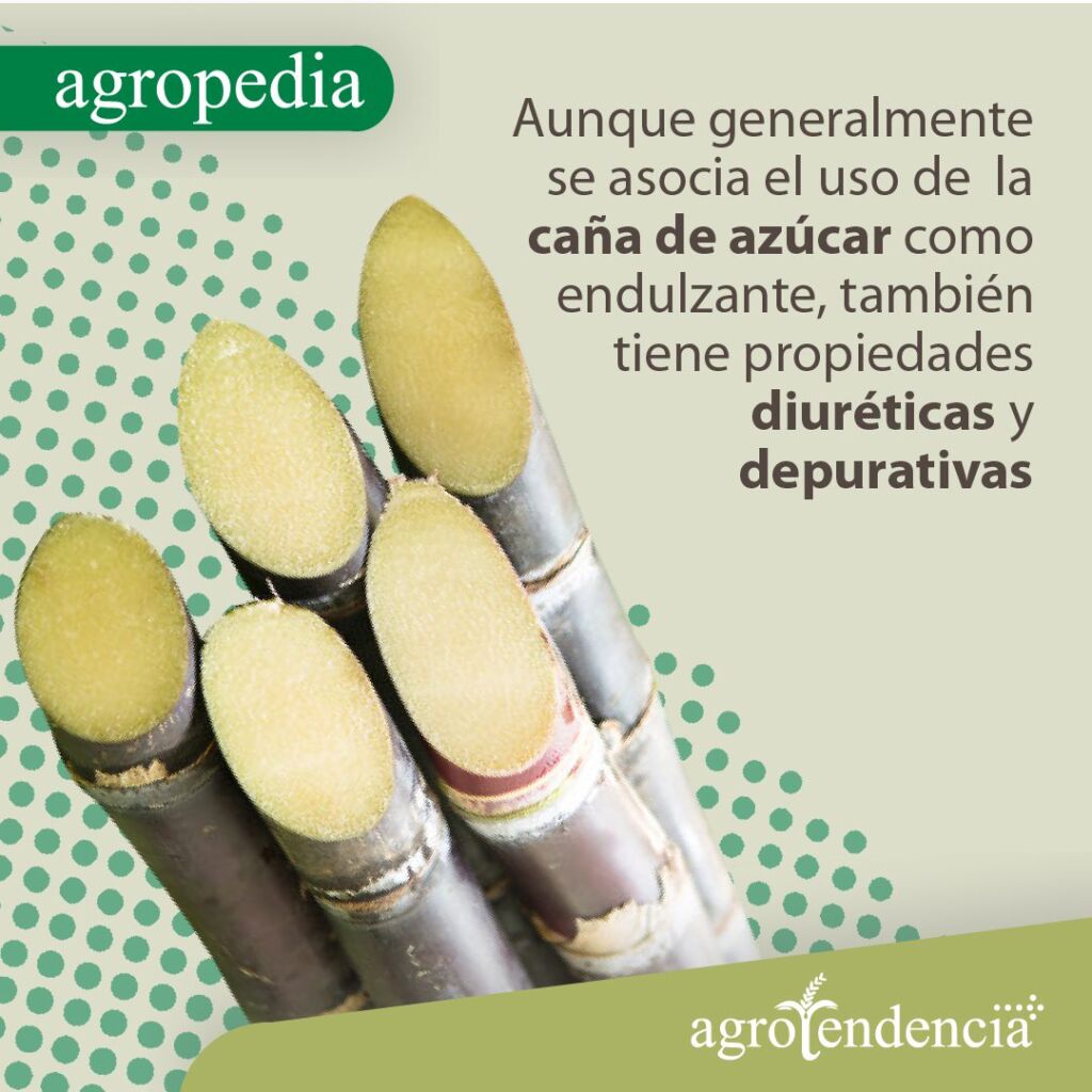 Cultivo de caña de azúcar: conoce su manejo e importancia