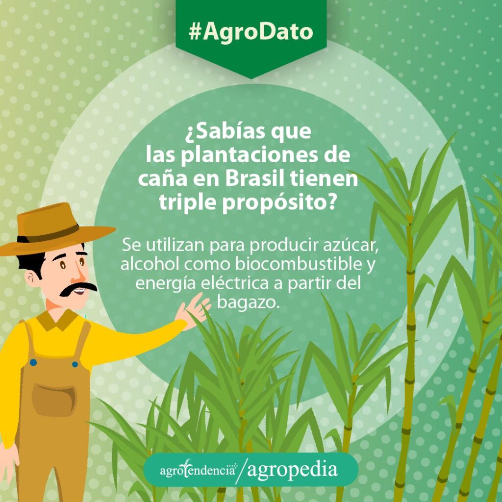 Cultivo de caña de azúcar: conoce su manejo e importancia