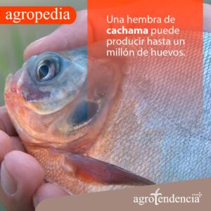Cachama: conoce sus tipos, beneficios y características