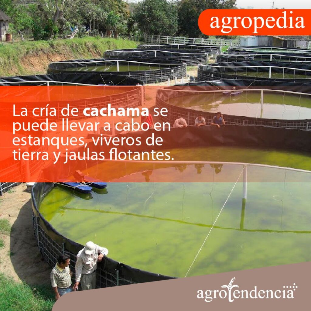 Cachama: conoce sus tipos, beneficios y características
