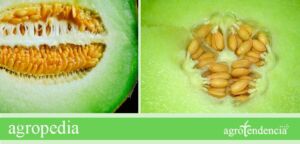Como cultivar melón: conoce su manejo, fases y plagas