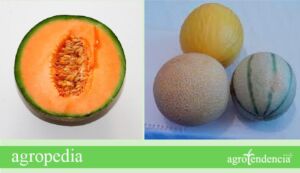 Como cultivar melón: conoce su manejo, fases y plagas