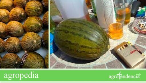 Como cultivar melón: conoce su manejo, fases y plagas