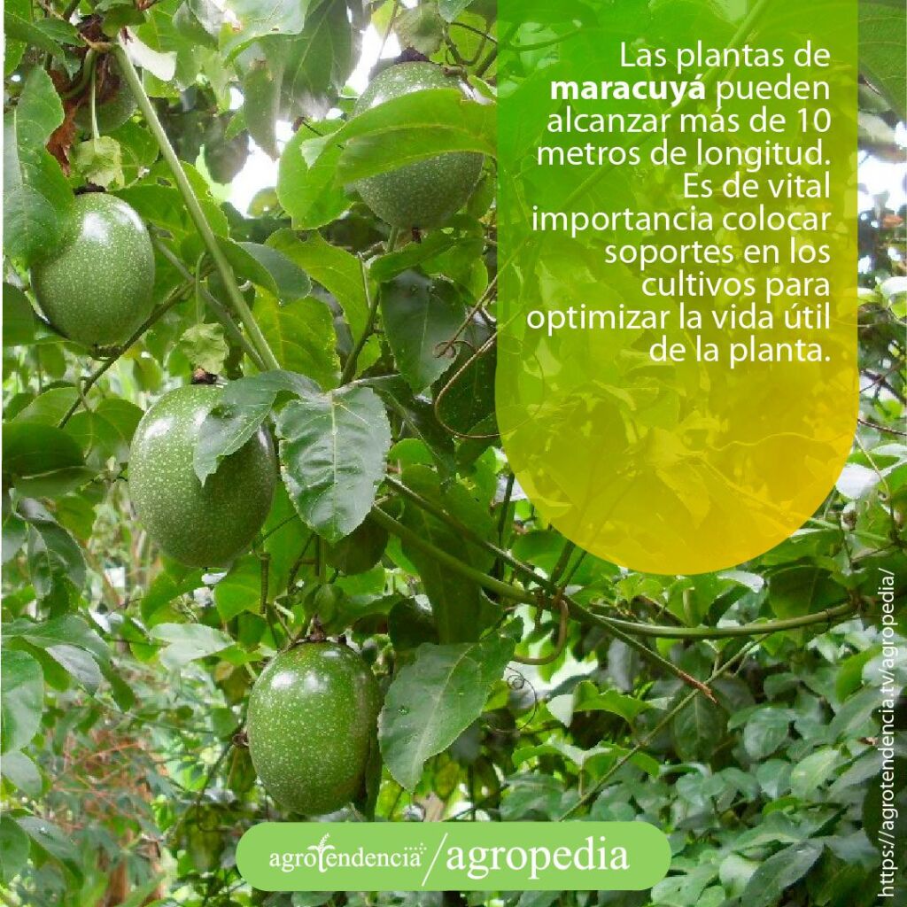 Parchita: conoce sus beneficios, tipos y cultivo