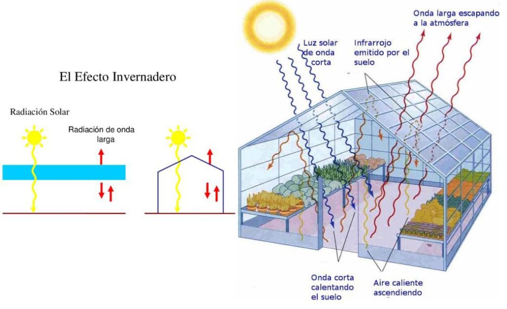 Invernadero: conoce qué es, tipos, ventajas y desventajas