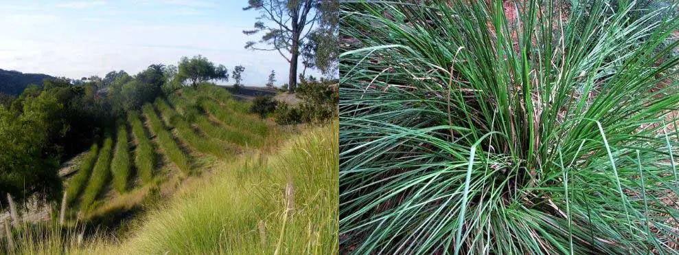 Vetiver: conoce qué es, para qué sirve, usos y beneficios