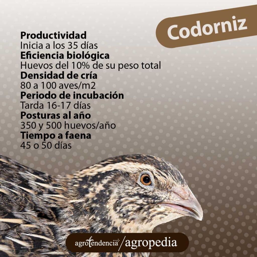 Codorniz: conoce sus tipos , beneficios, propiedades y cuidados