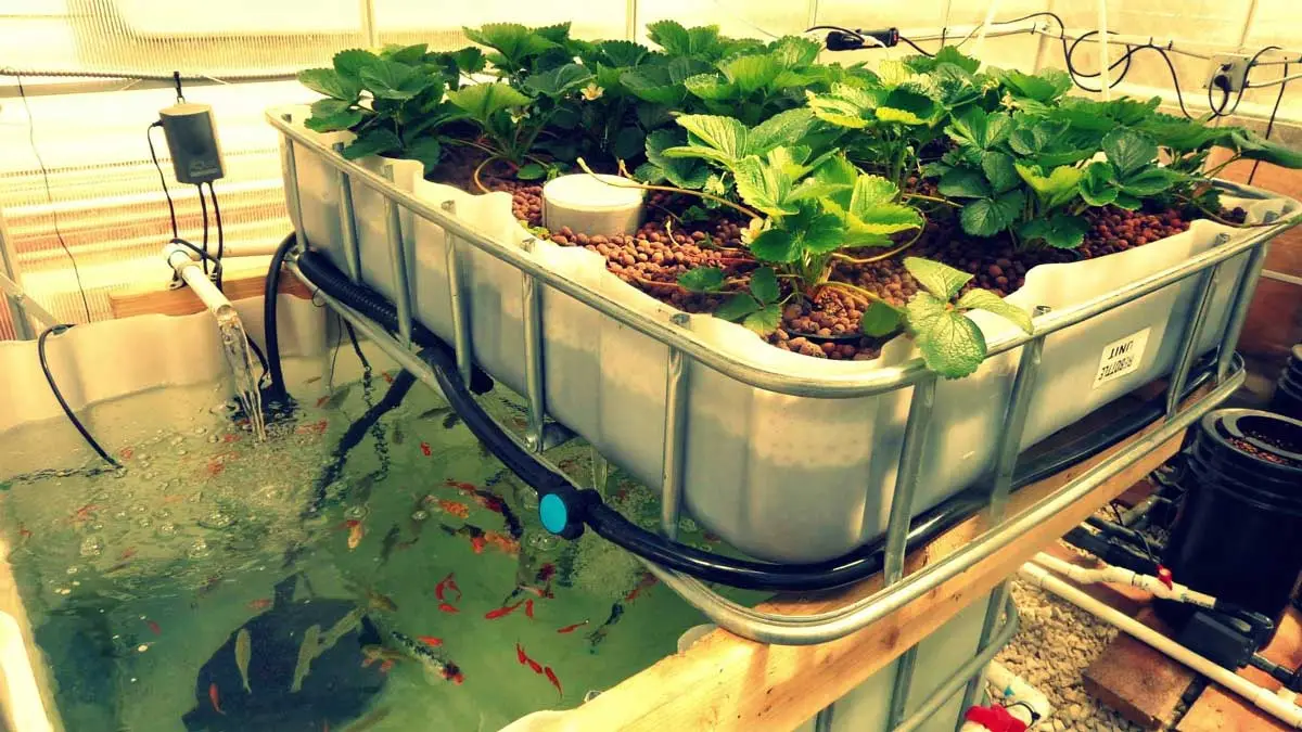 Acuaponía: conoce qué es, para qué sirve y sus ventajas