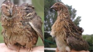 Codorniz: conoce sus tipos , beneficios, propiedades y cuidados