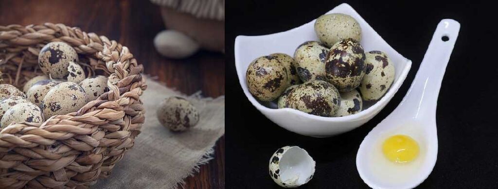 Codorniz: conoce sus tipos , beneficios, propiedades y cuidados