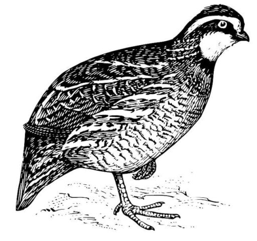 Codorniz: conoce sus tipos , beneficios, propiedades y cuidados