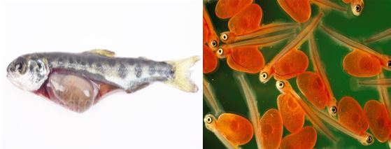 alevín de salmón | Agrotendencia.tv