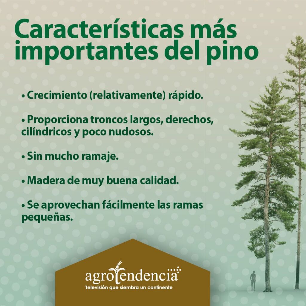 Pino: conoce qué es, para qué sirve, tipos y características