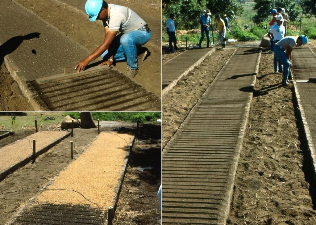 Pimentón: conoce qué es, para qué sirve, tipos y beneficios