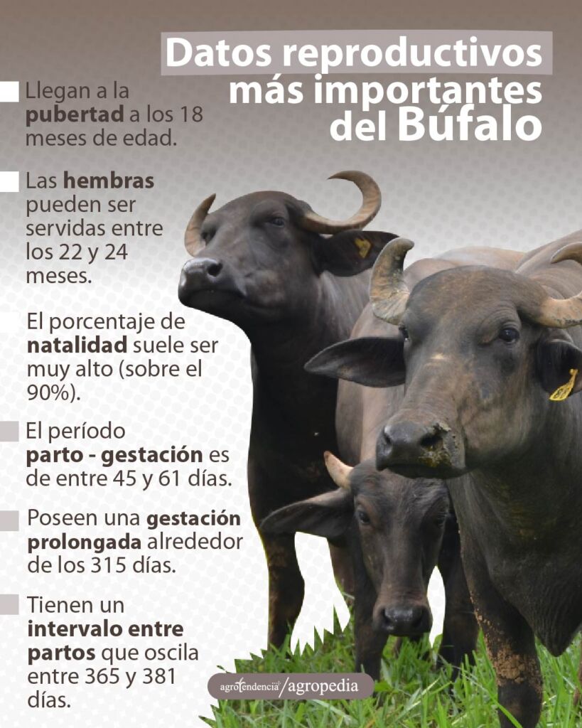 Búfalos Conoce Razas Tipos Enfermedades Y Desventajas