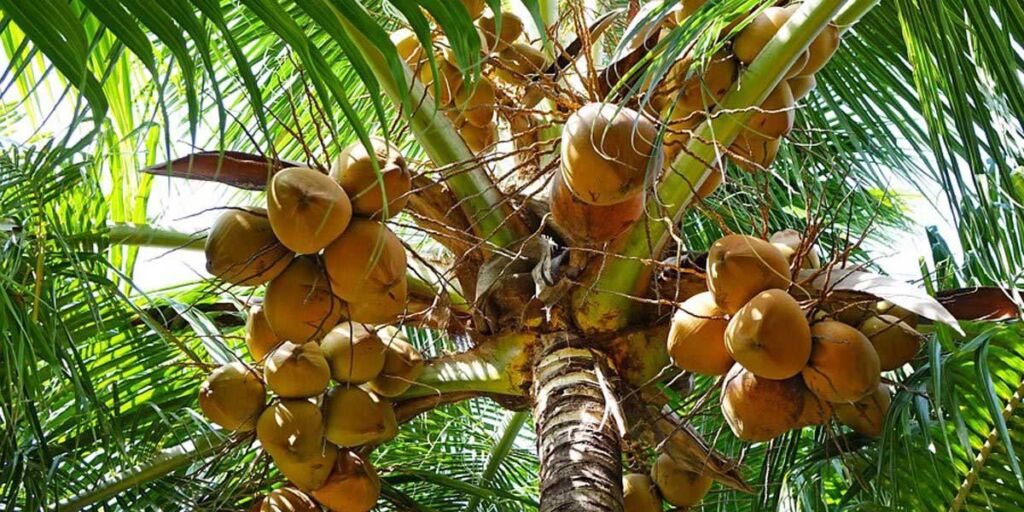 Cultivo de coco: conoce sus condiciones, producción, cosecha