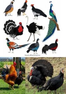 Galliformes | Agrotendencia.tv