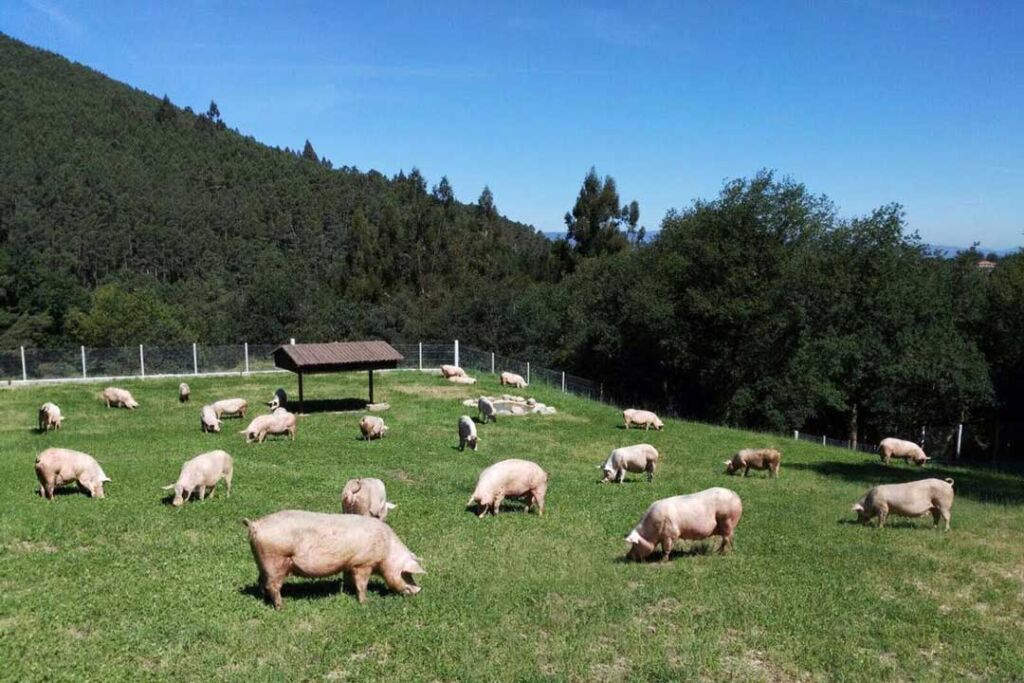 Cría de cerdos: conoce el manejo en potreros y sus ventajas