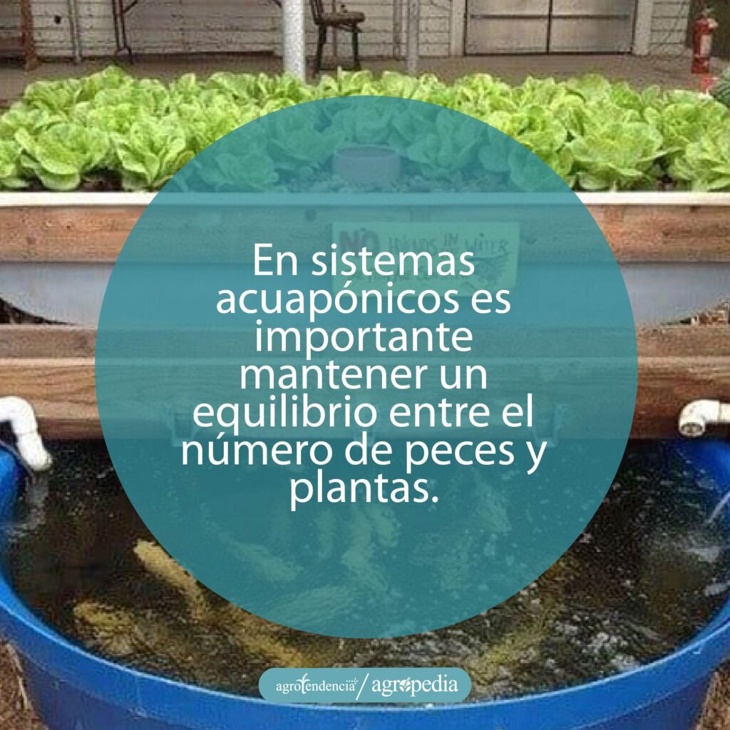 Acuaponía – Conoce 3 tips para producir peces y plantas