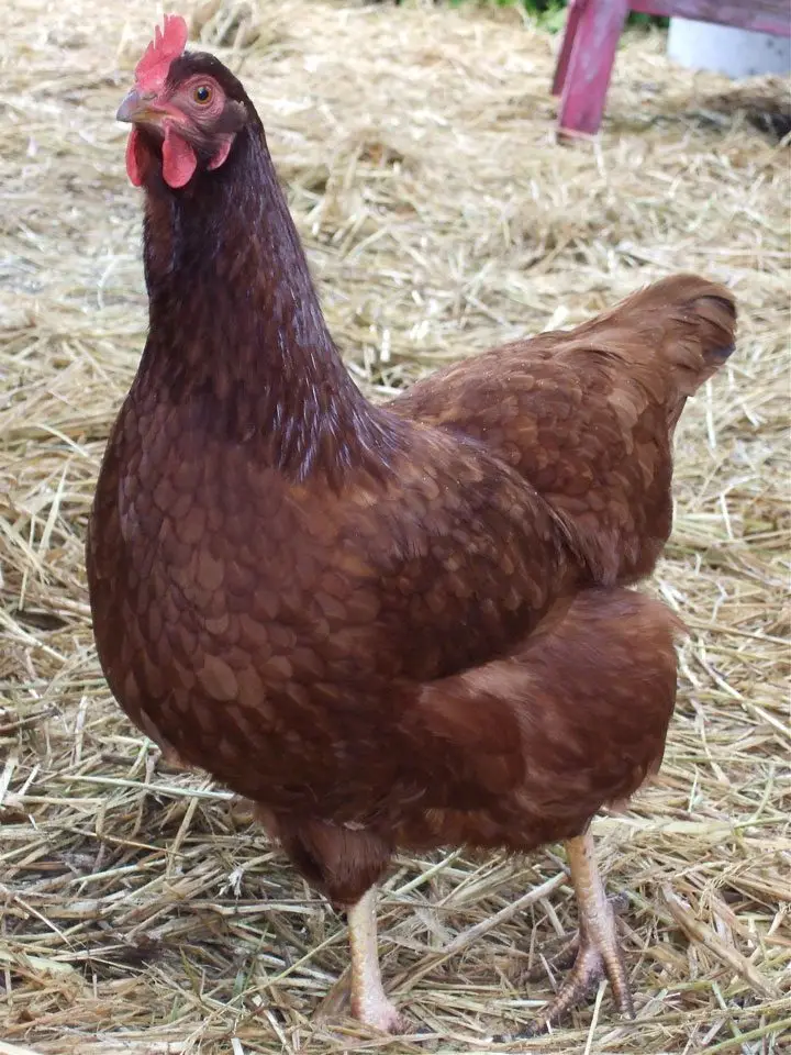 Mejores Razas De Gallinas Ponedoras Para Cuidarlas En Casa