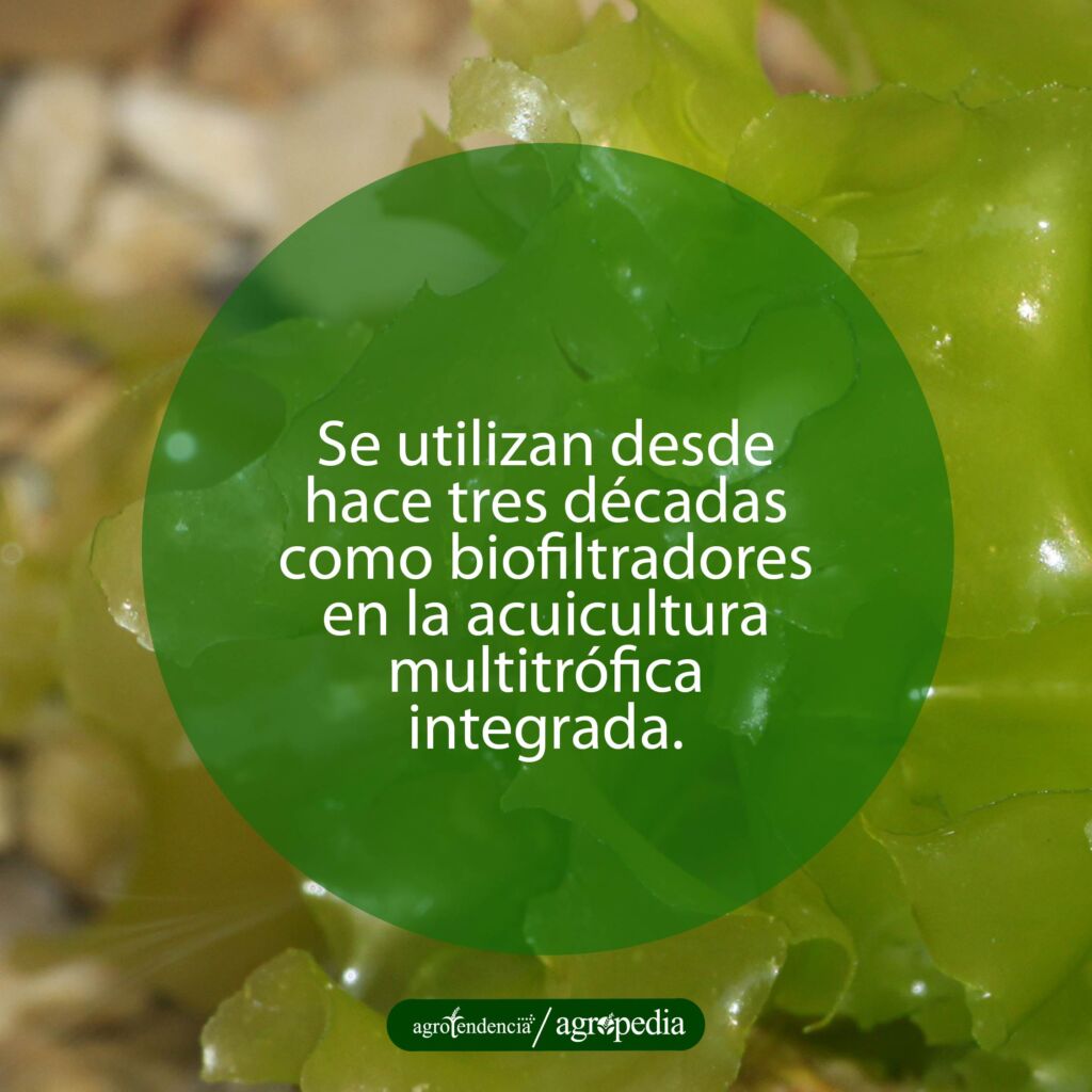Lechuga de mar (Ulva lactuca): conoce sus propiedades y cultivo