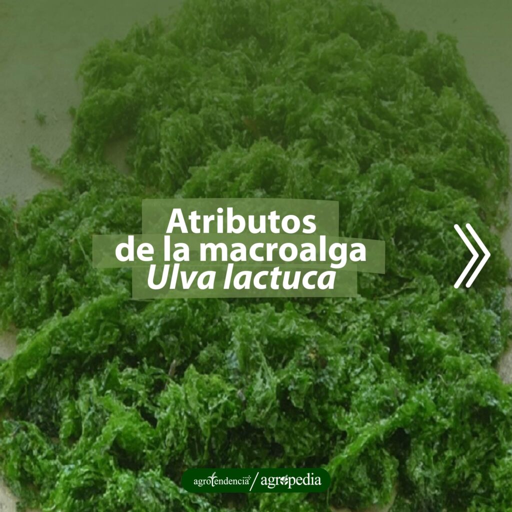 Lechuga de mar (Ulva lactuca): conoce sus propiedades y cultivo