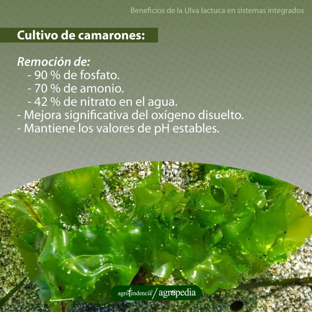 Lechuga de mar (Ulva lactuca): conoce sus propiedades y cultivo