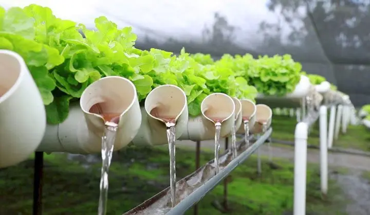 Nivel De Nutrientes Para Lechuga Hidropónica