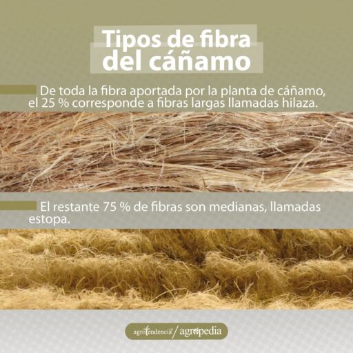 Conoce qué es el cáñamo, para que sirve y sus productos