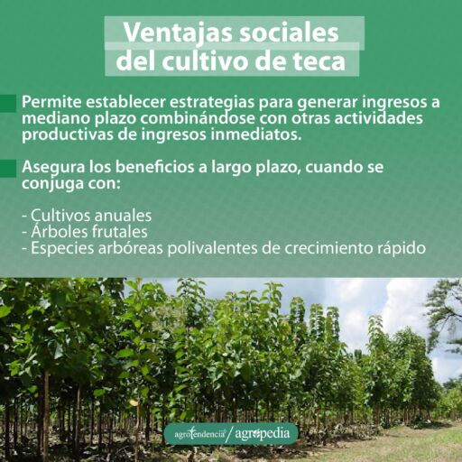 Teca: conoce qué es, sus usos, aprovechamiento y beneficios