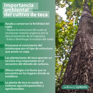 Teca: conoce qué es, sus usos, aprovechamiento y beneficios