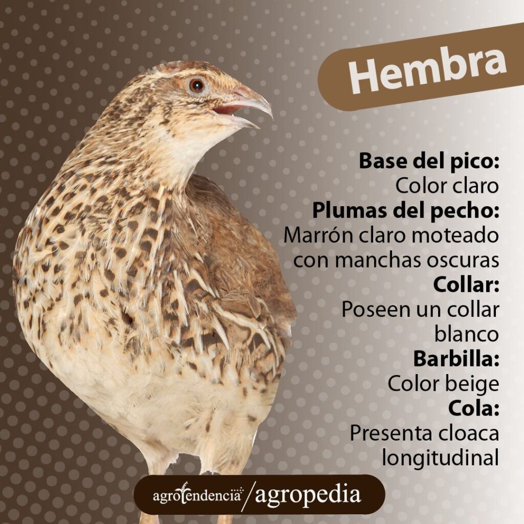 Codorniz: conoce sus tipos , beneficios, propiedades y cuidados