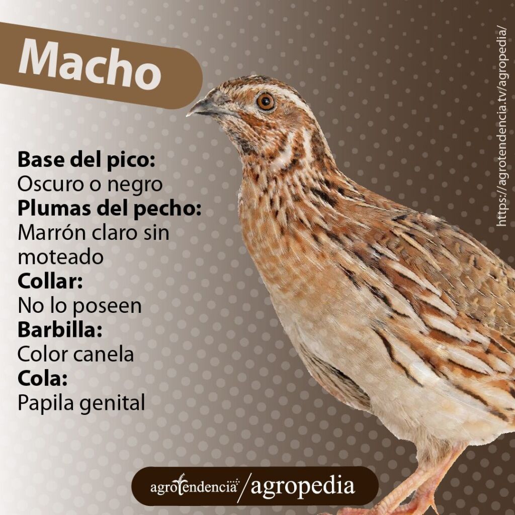 Codorniz: conoce sus tipos , beneficios, propiedades y cuidados