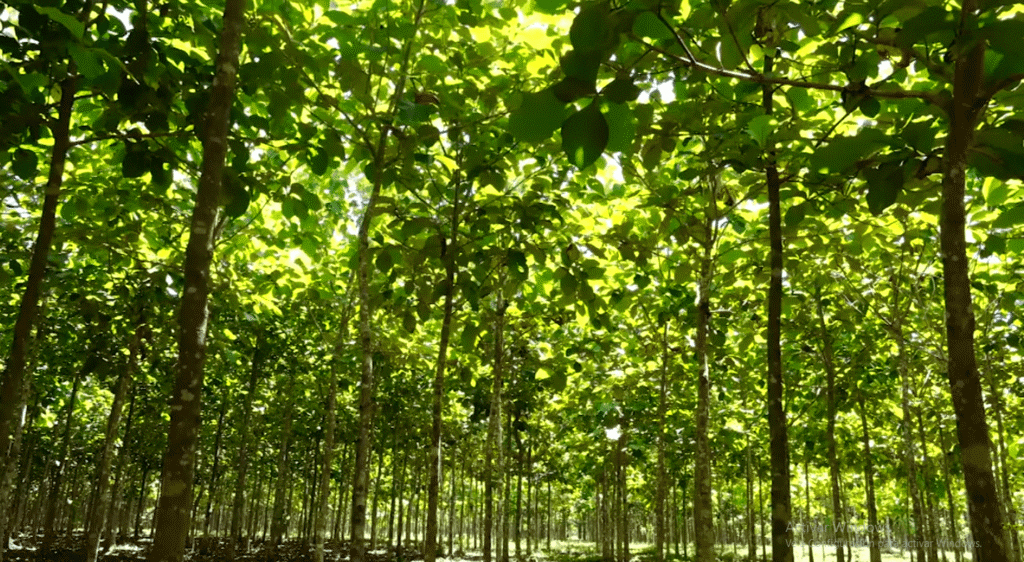 Cultivo de teca | Agro en 2 minutos | Micros | Agrotendencia.tv